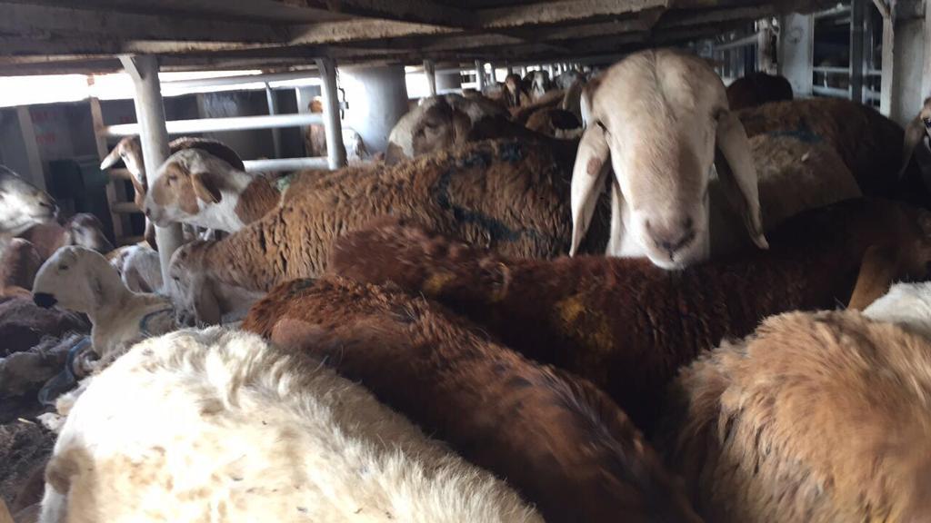 Over 19,000 sheep from Sudan arrive in Saudi Arabia